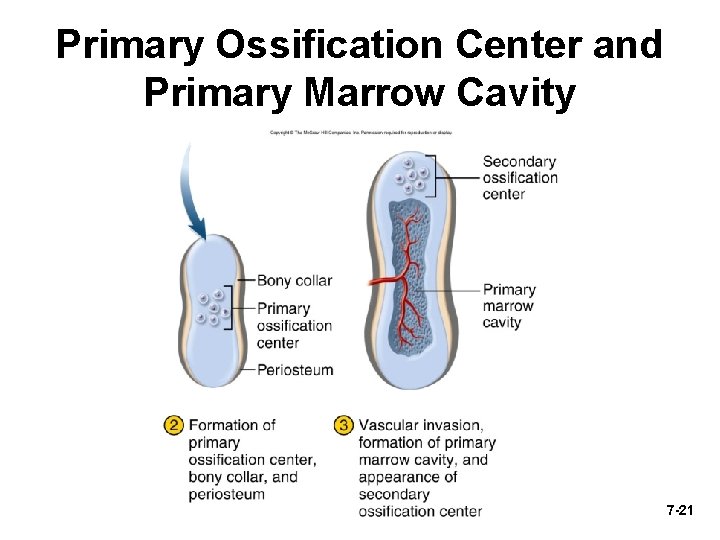 Bone Tissue Tissues and organs of the skeletal