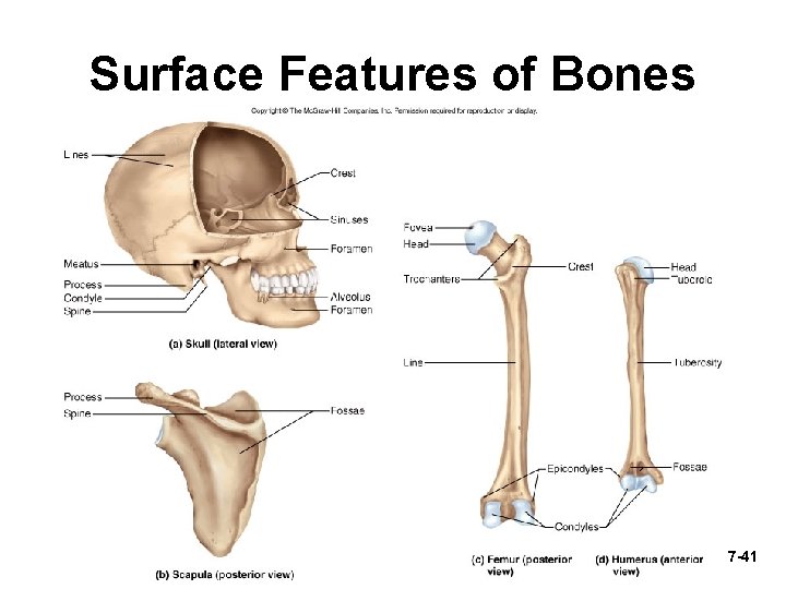 Bone Tissue Tissues and organs of the skeletal
