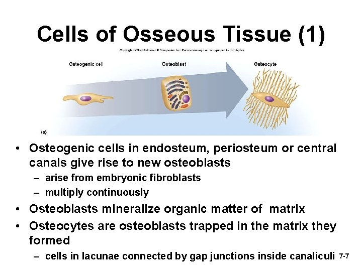 Bone Tissue Tissues and organs of the skeletal