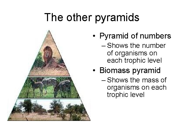 Ecology Basics The flow of matter and energy