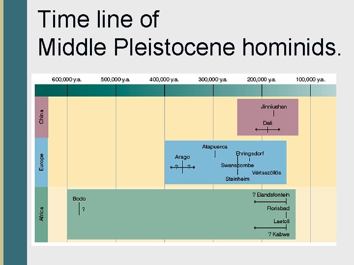 Chapter 13 Premodern Humans The Pleistocene The Pleistocene