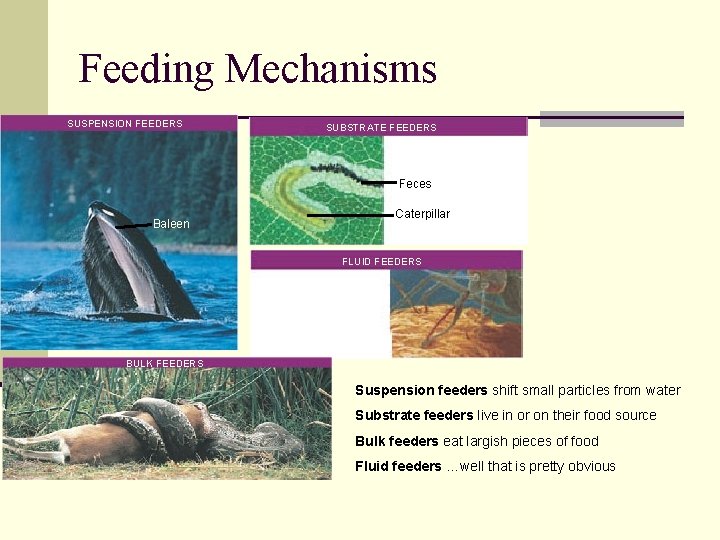 Digestion and Absorption of Nutrients Dietary Categories of