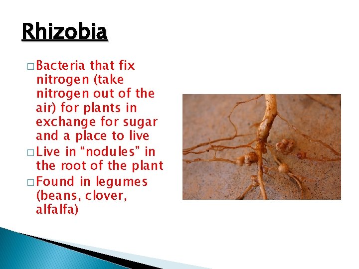 AIM SWBAT describe various symbiosis in the plant