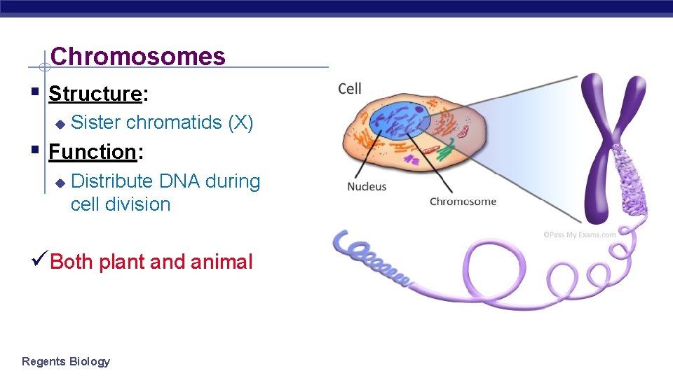 Cell Structure Organelles Doing Lifes Work AP Biology