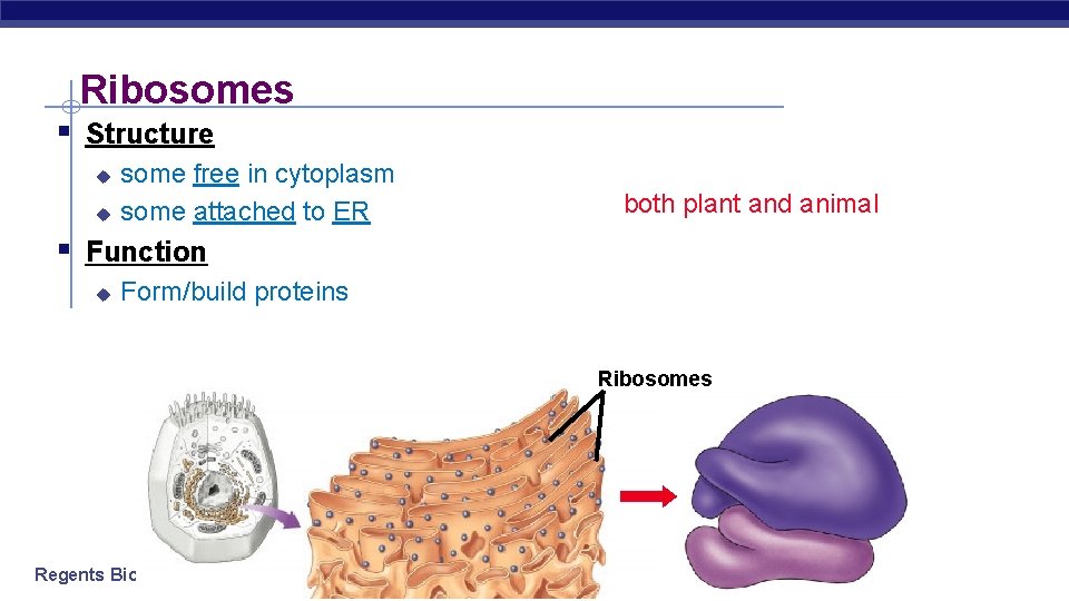 Cell Structure Organelles Doing Lifes Work AP Biology