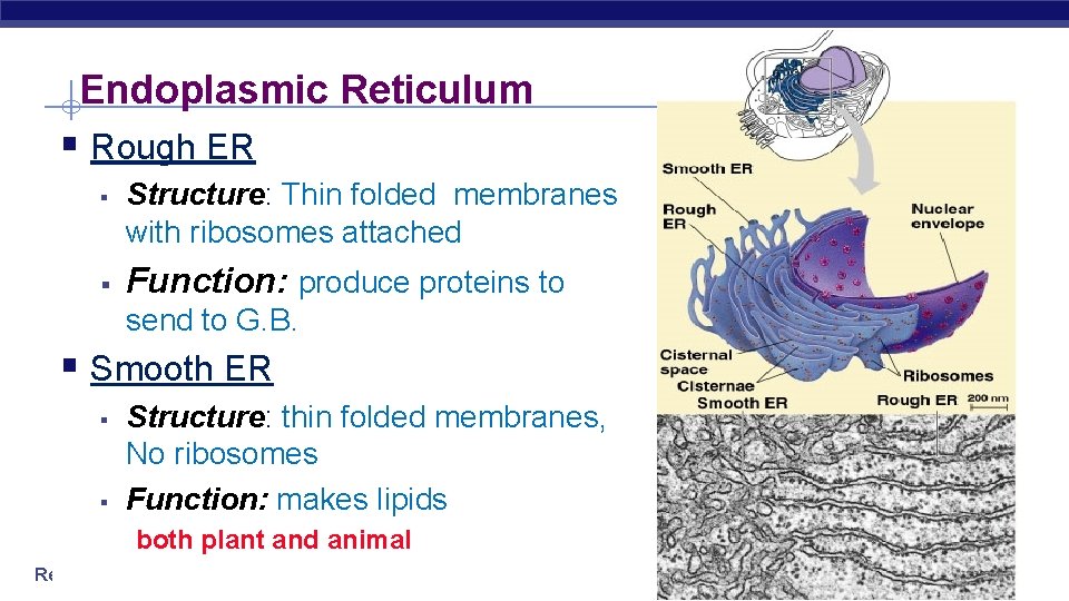 Cell Structure Organelles Doing Lifes Work AP Biology