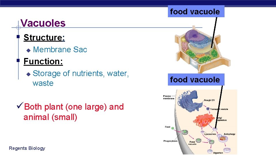 Cell Structure Organelles Doing Lifes Work AP Biology