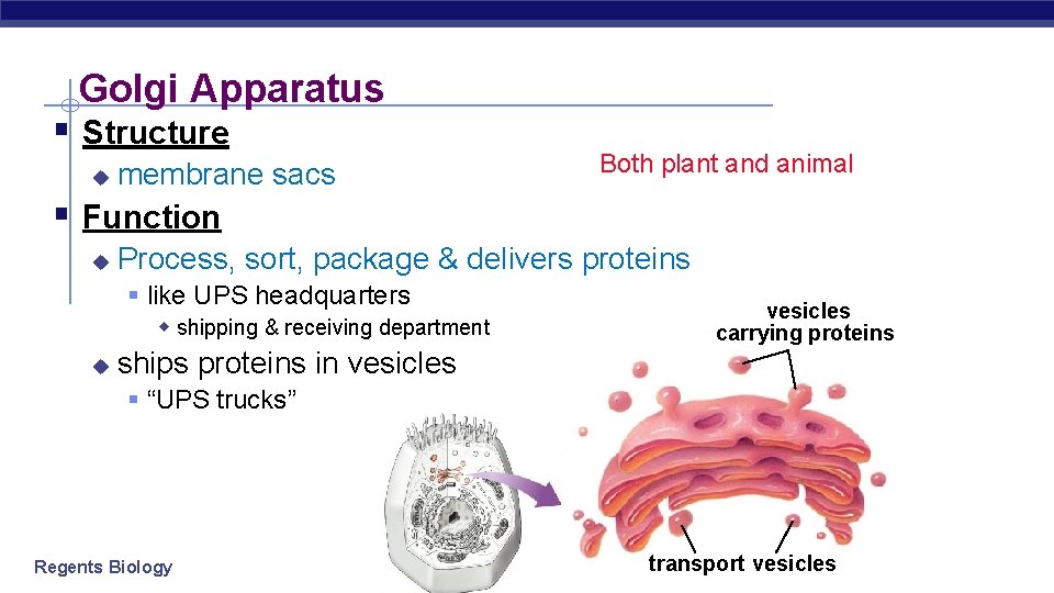 Cell Structure Organelles Doing Lifes Work AP Biology