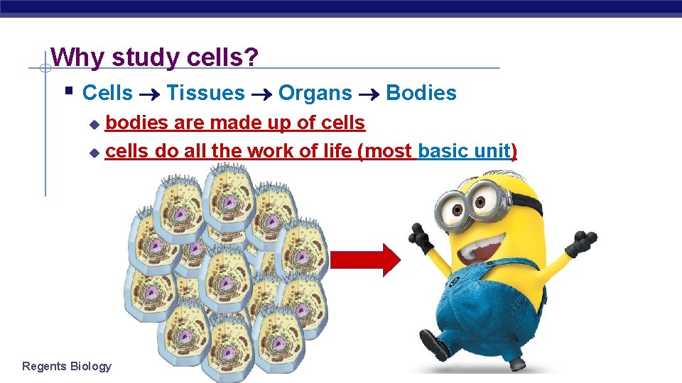 Cell Structure Organelles Doing Lifes Work AP Biology