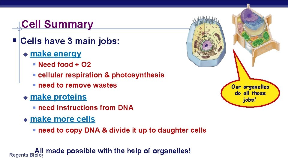 Cell Structure Organelles Doing Lifes Work AP Biology