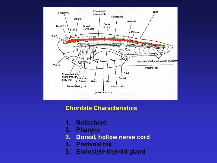 Vertebrate Origins Haikouella lanceolata early Cambrian Diversity of