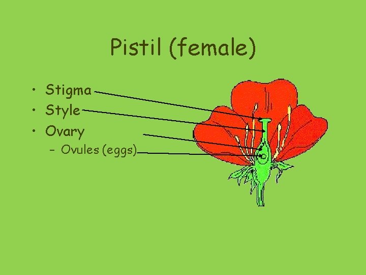 Plant Reproduction The Parts of a Flower Most