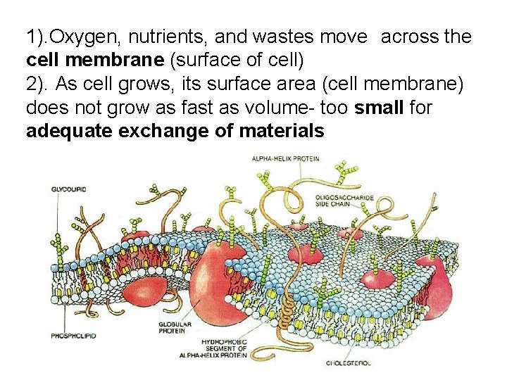 I The Cell Cycle has four main stages
