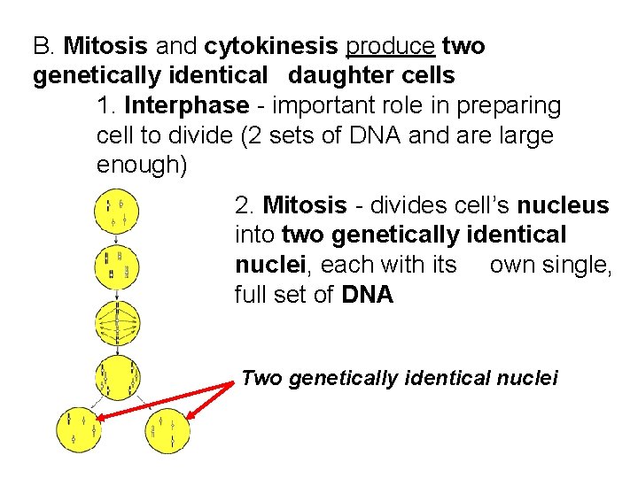 I The Cell Cycle has four main stages
