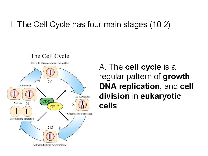 I The Cell Cycle has four main stages