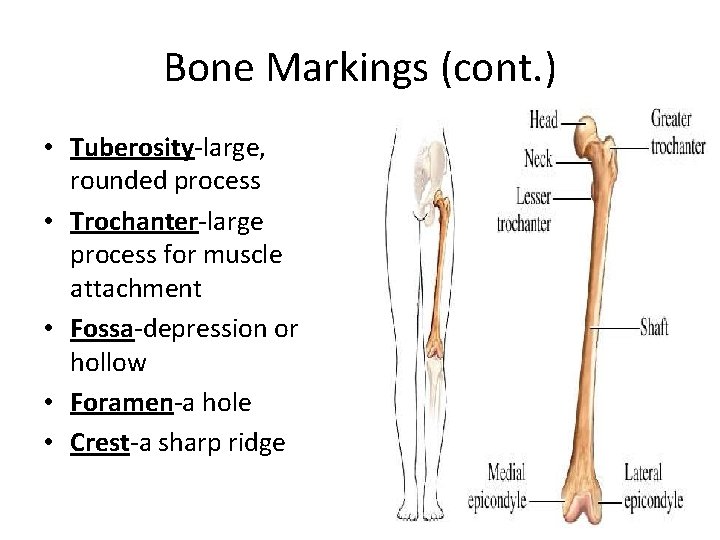 Fun facts Skeleton is the bony framework of