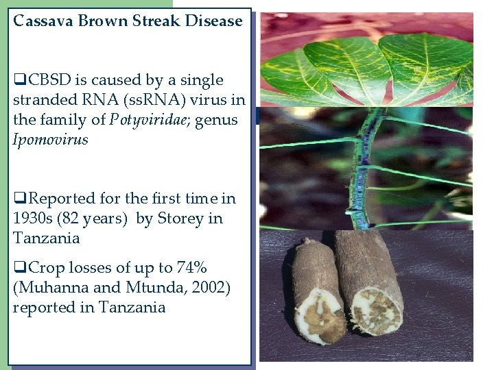 Evaluating Cassava Advanced Lines for Resistance to Cassava