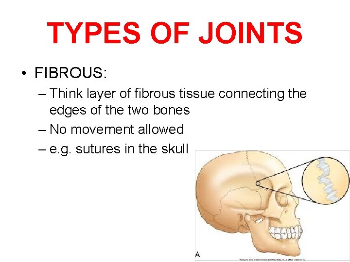 JOINTS JOINTS Where 2 or more bones meet