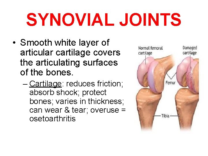 JOINTS JOINTS Where 2 or more bones meet