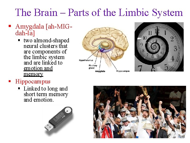 The Brain Parts of the Brain Brainstem the