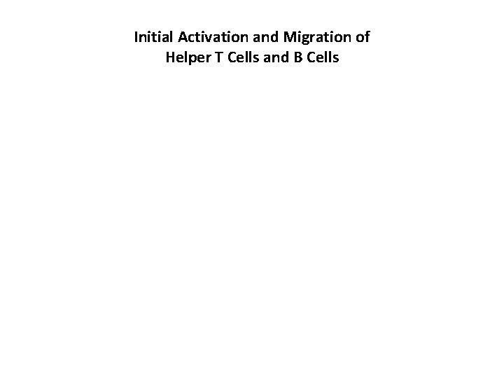 Chapter 12 B Cell Activation and Antibody Production