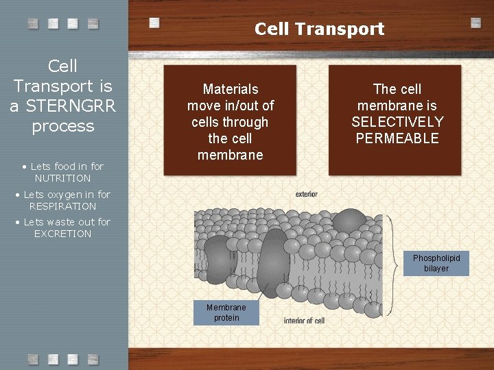 Cell Physiology How do cells FUNCTION work STERNGRR