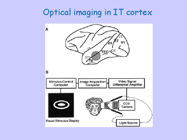 The neural basis of Object and face recognition