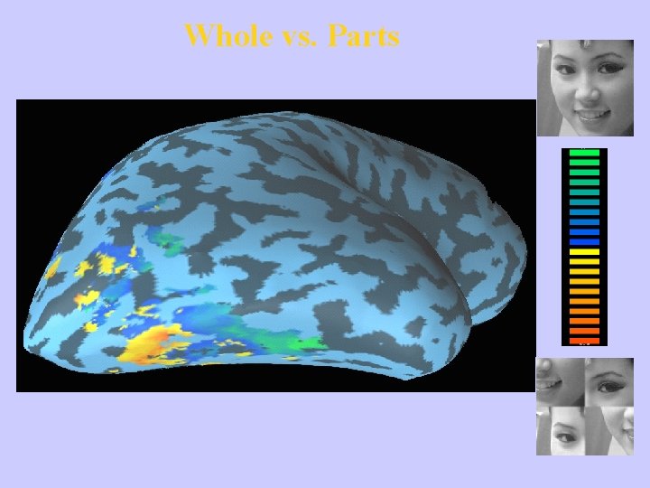 The neural basis of Object and face recognition