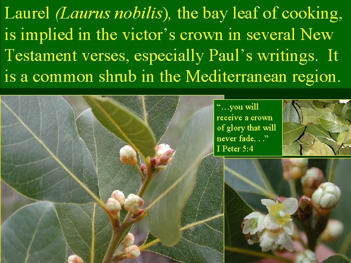Plants of the Bible Lytton John Musselman Old