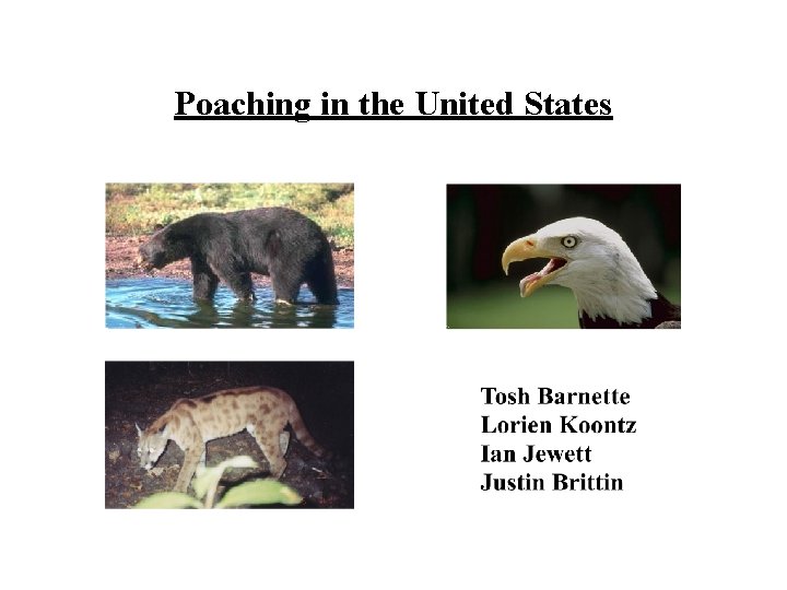 Poaching in the United States Definition Poaching is