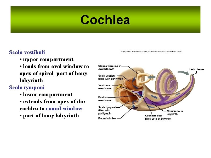 Essentials of Human Anatomy Special Senses Dr Fadel