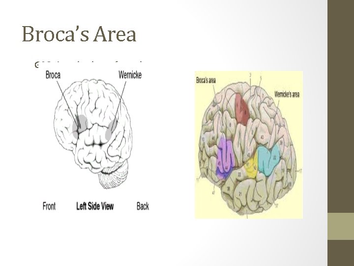 BRAIN BEHAVIOUR LOCALIZATION IN THE BRAIN First what