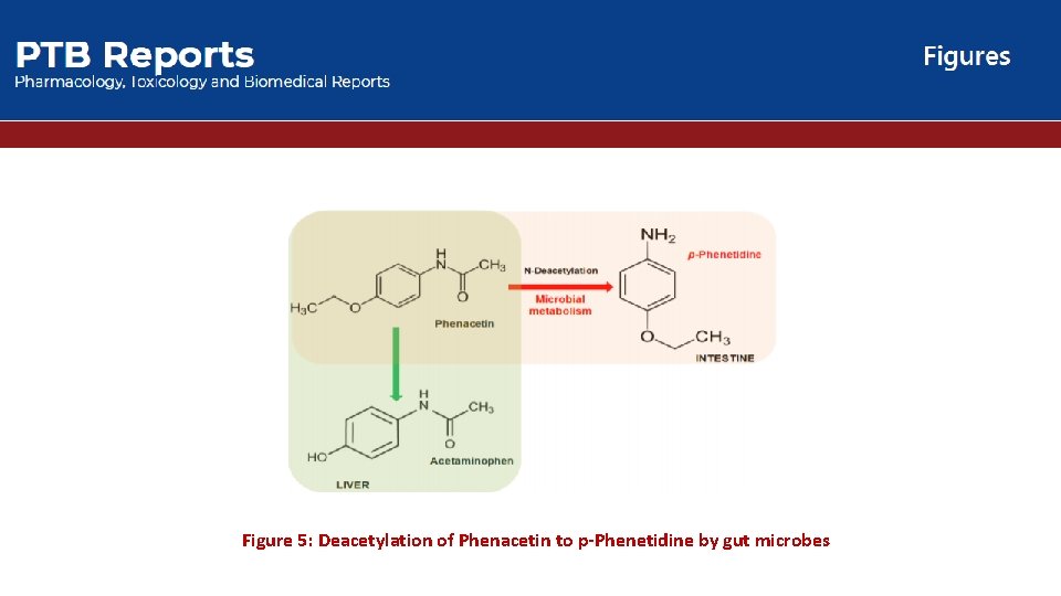 Gut Microbiota And Its Role In Drug Metabolism