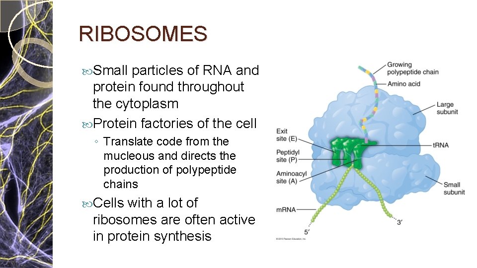 Eukaryotic cell structure 7 2 Cell Types of