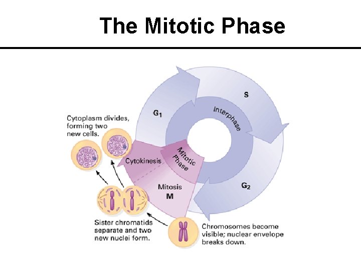 Chapter 9 Cell Growth and Reproduction Chapter Objective