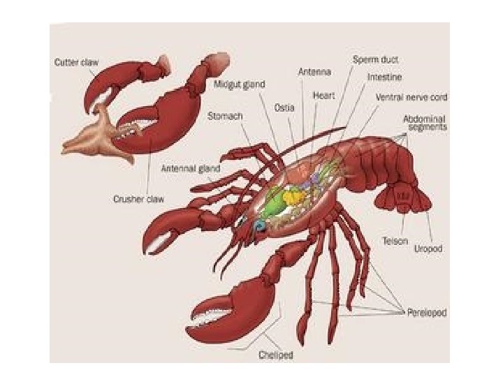 Phylum Arthropoda jointed appendaged animals Arthropods Phylum Arthropoda