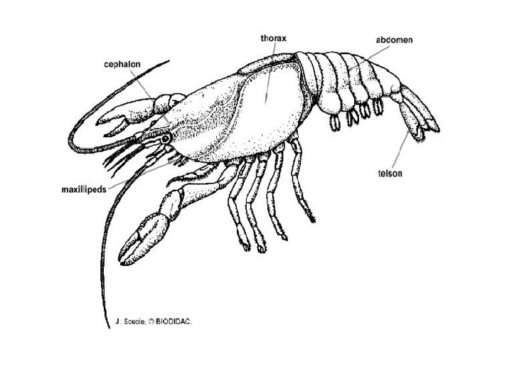 Phylum Arthropoda jointed appendaged animals Arthropods Phylum Arthropoda