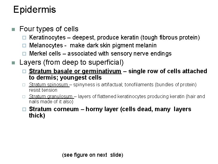 The Integumentary System The Integumentary System Integument is