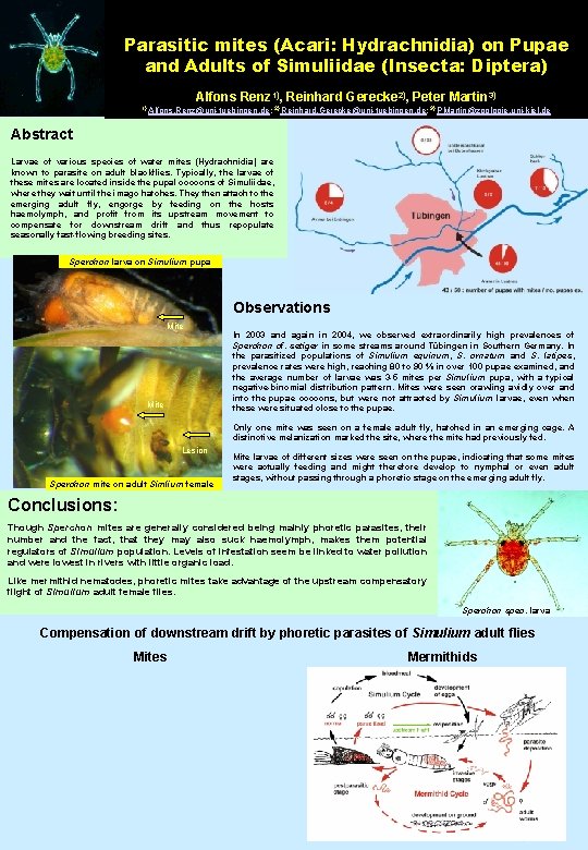 Parasitic mites Acari Hydrachnidia on Pupae and Adults