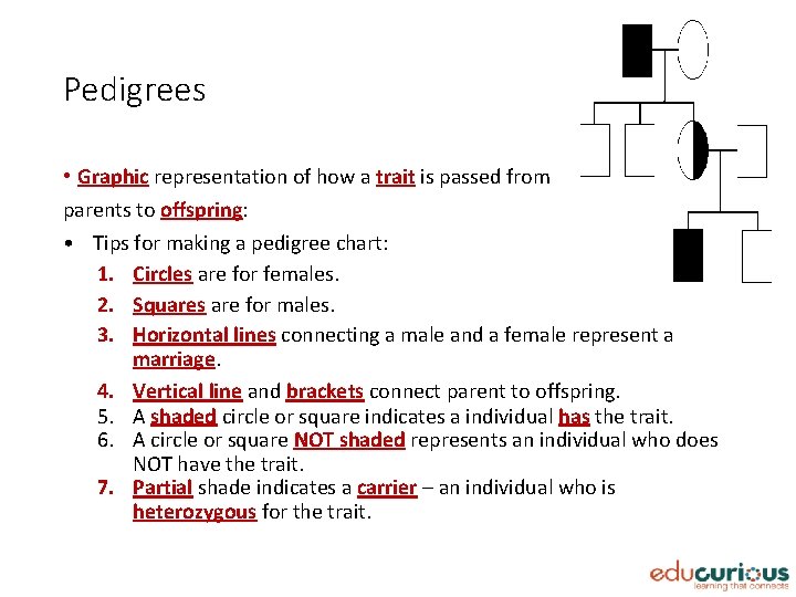 Module 7 Genetics Heredity Punnett Squares and Pedigrees