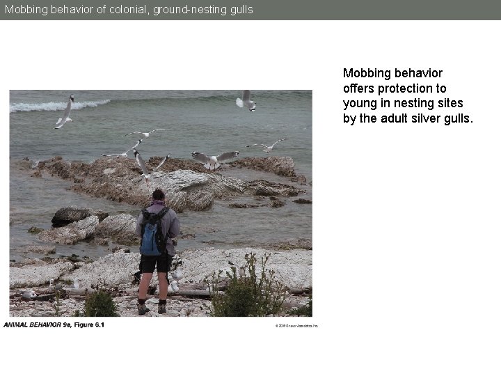 Biology 484 Ethology Topic 9 Behavioral Adaptations for