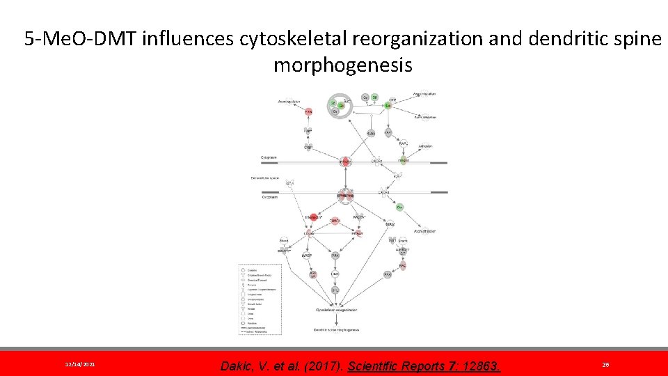 Psychedelic Compounds DOI and 5 Me ODMT Enhance