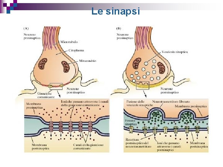 TRASMISSIONE SINAPTICA Le sinapsi TRASMISSIONE SINAPTICA CELLULA ...