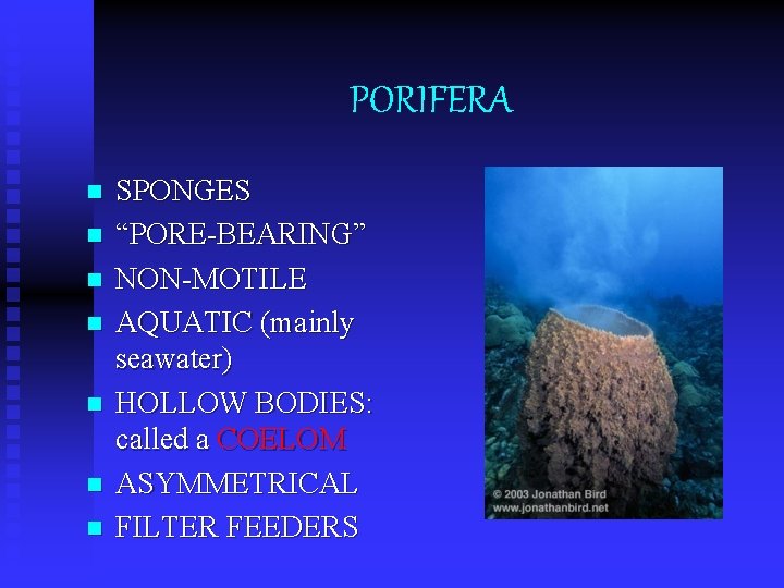 THE ANIMAL KINGDOM CHARACTERISTICS MULTICELLULAR n HETEROTROPHIC n