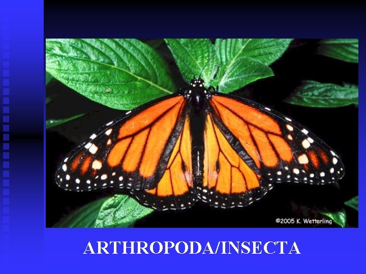 THE ANIMAL KINGDOM CHARACTERISTICS MULTICELLULAR n HETEROTROPHIC n
