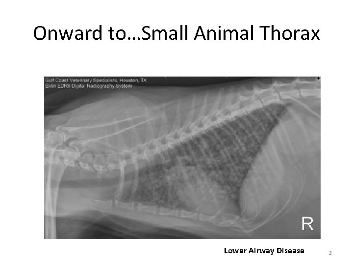 Onward toSmall Animal Thorax Lower Airway Disease 2