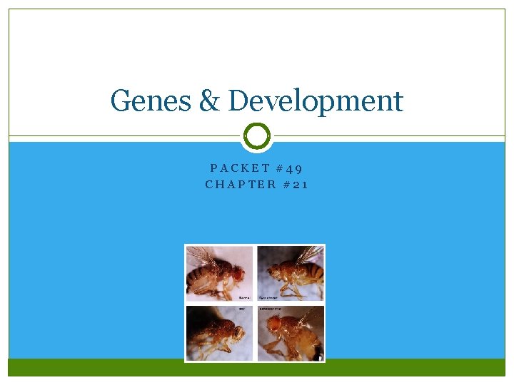 Genes Development PACKET 49 CHAPTER 21 Development Introduction