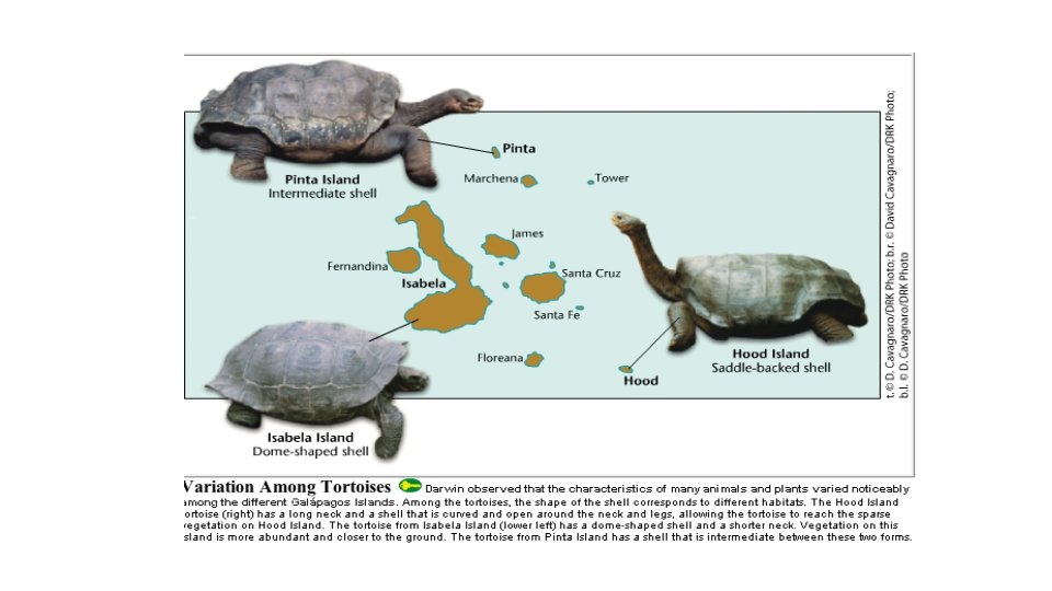 Natural Selection and Adaptation 53 Theory of Evolution