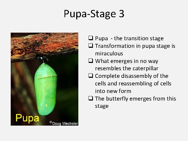 Metamorphosis Life Cycle of the Butterfly Mr HguyenBiology