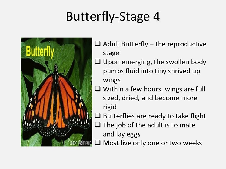 Metamorphosis Life Cycle of the Butterfly Mr HguyenBiology